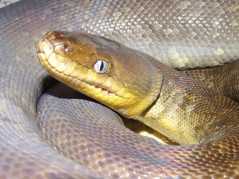 macklots, timor, olive and white lipped thread | Page 3 | Reptile Forums