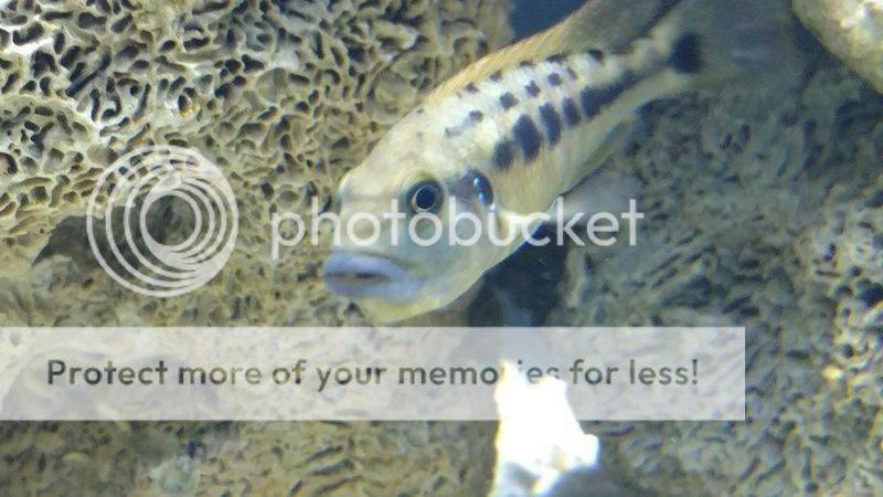 Williamsi Makonde Blue Lips | Cichlid Fish Forum