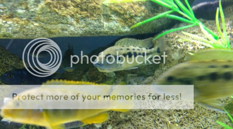 Williamsi Makonde Blue Lips | Cichlid Fish Forum