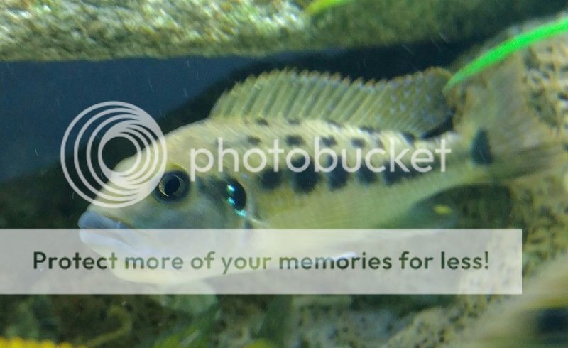 Williamsi Makonde Blue Lips | Cichlid Fish Forum