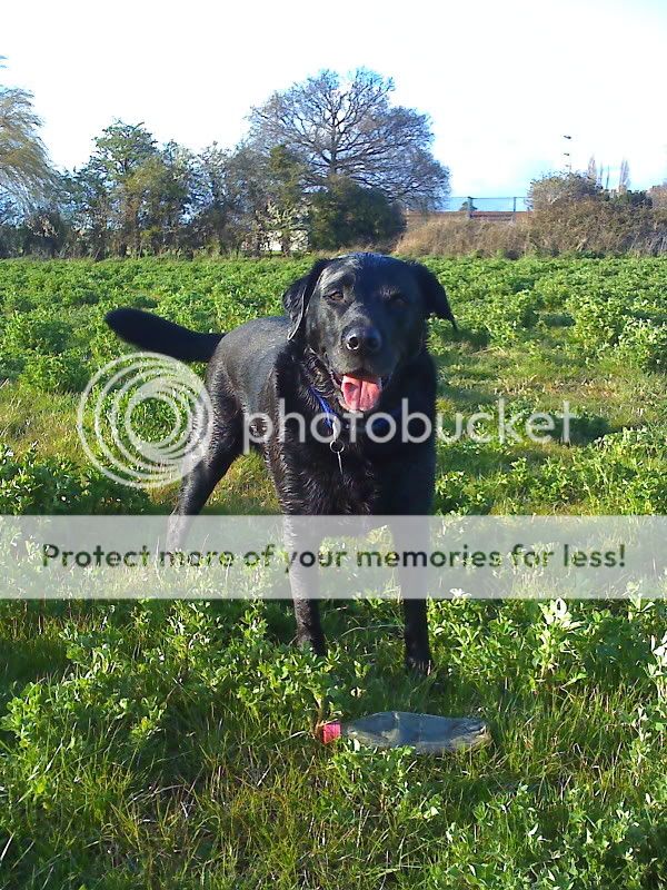 Anyone know Sandringham labs? | Labradors Forums