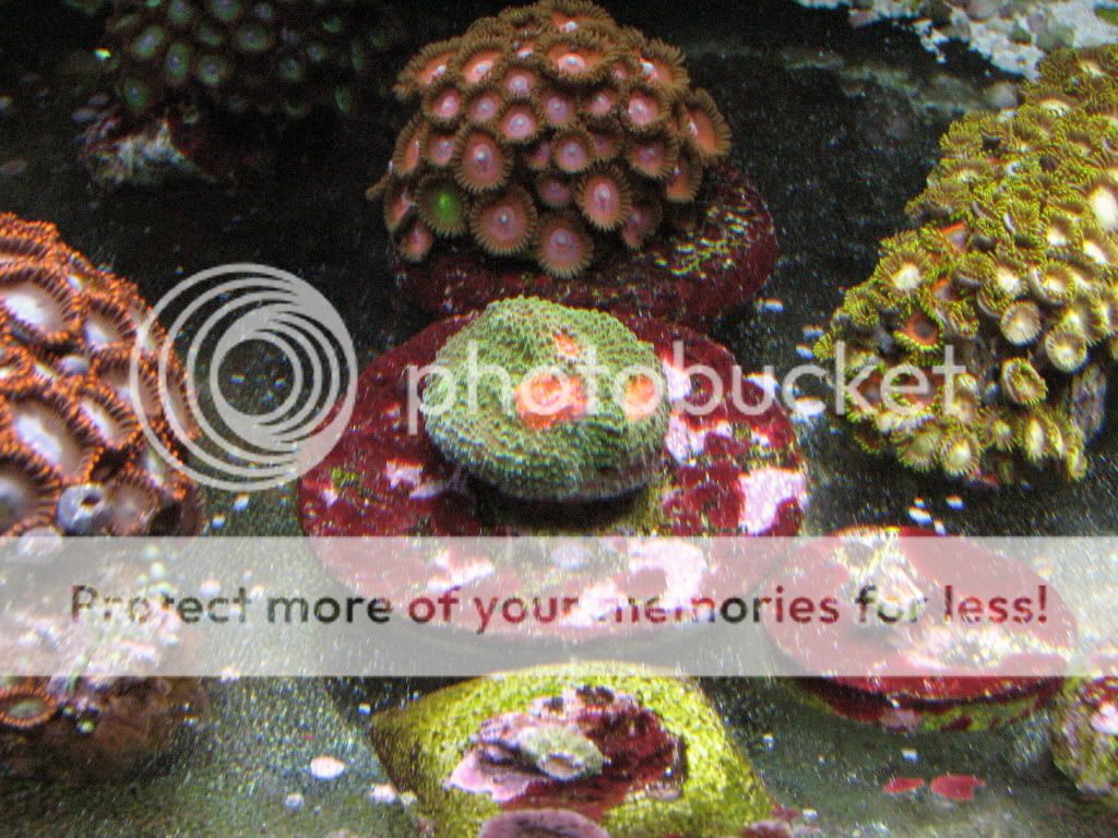 True yellow zoa???? | Reef2Reef