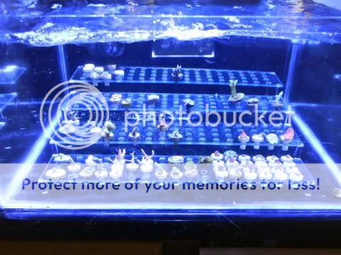Custom acrylic frag racks | Reef2Reef