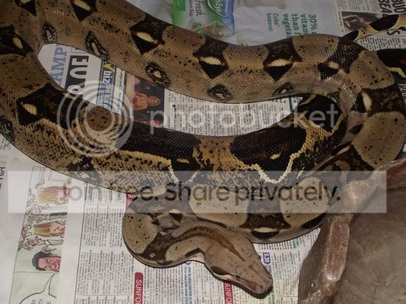 Common boa thread (BCI) | Reptile Forums