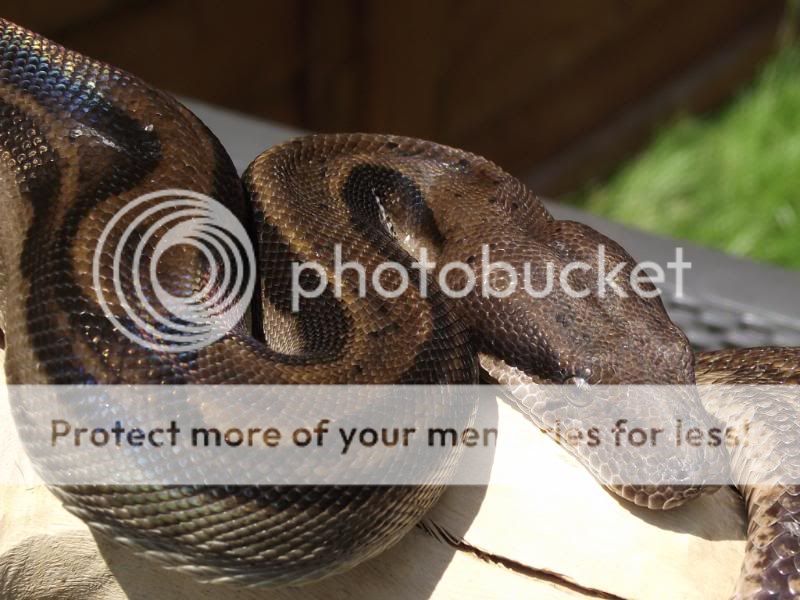 Locality boa... | Reptile Forums