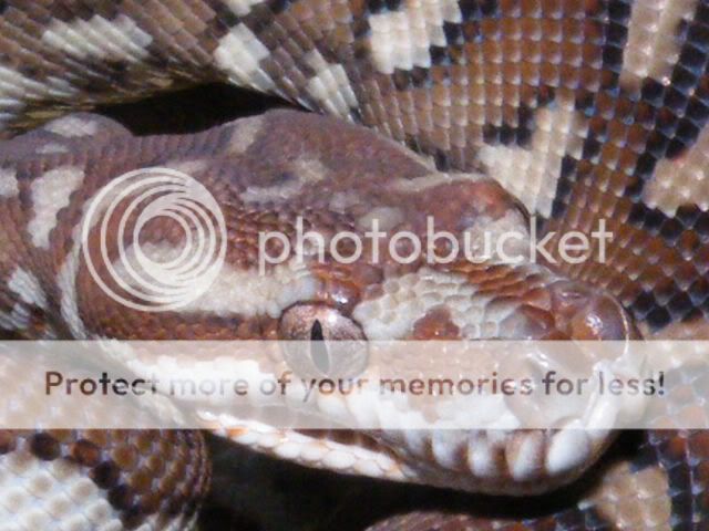 Bredl's Python HELP! Do they change colour! | Reptile Forums