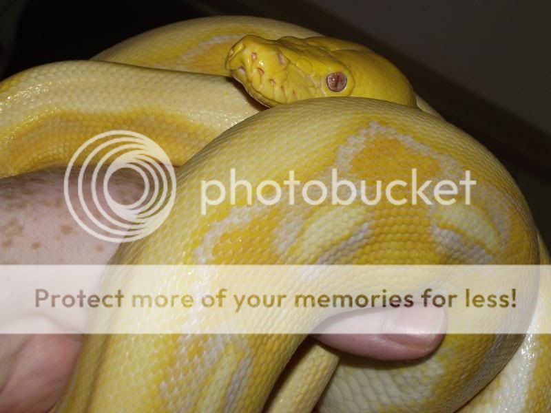 retic morphs. | Reptile Forums