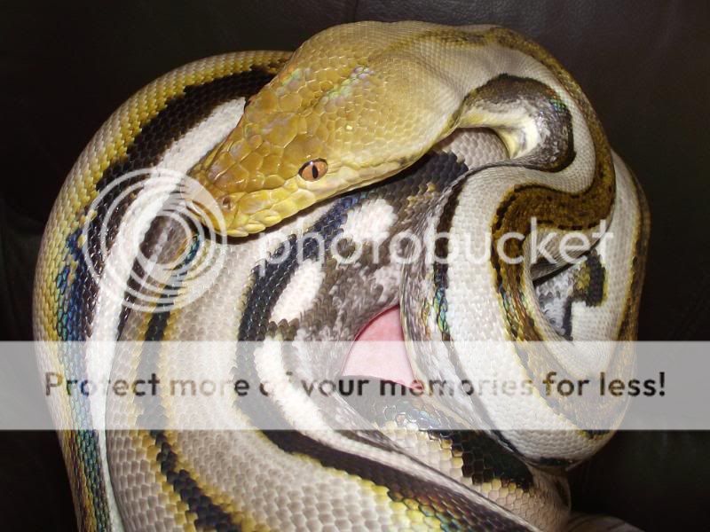 my retics | Reptile Forums