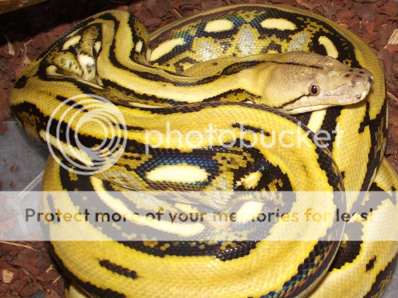 retic morphs. | Reptile Forums