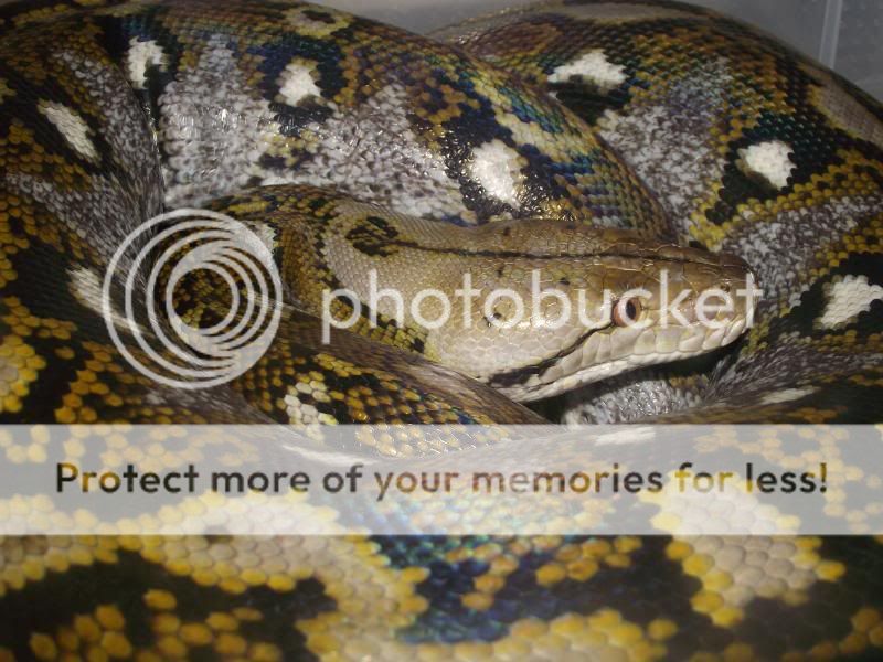 retic head shapes dwarfs and mainlands | Reptile Forums