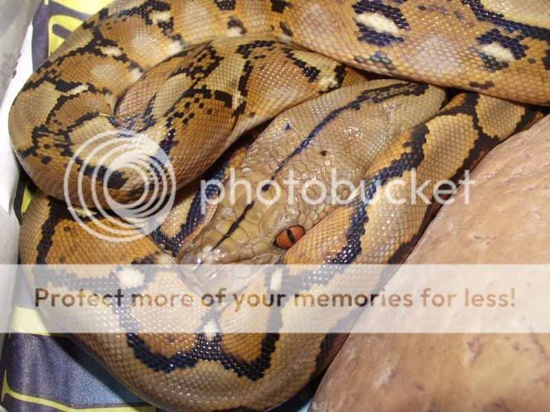 SE England - dwarf retics for sale...genetic stripe and sunfire ...