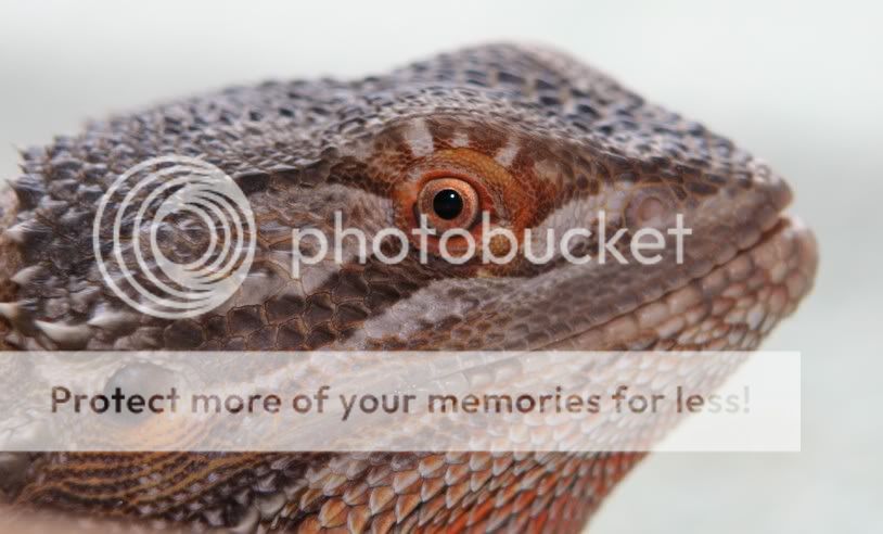 A few new Draca pics - Reptile Forums