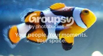 Clownfish with ich - Pest and Disease Treatments - Nano-Reef Community