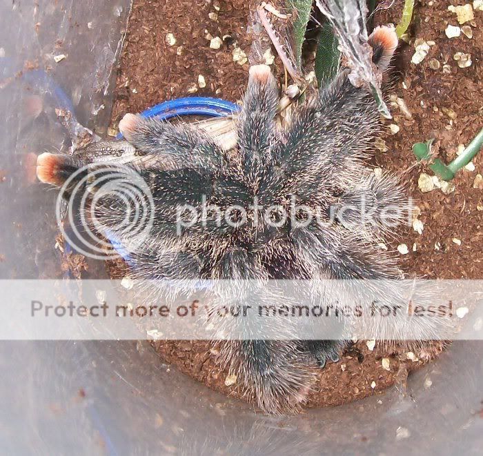 Avicularia Versicolour | Page 2 | Reptile Forums