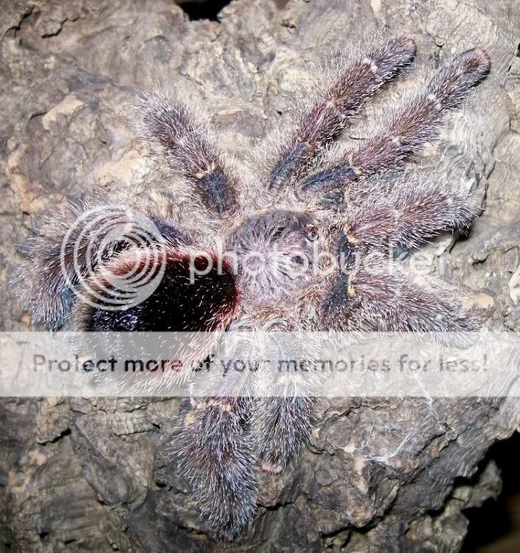 Post your Pokie/arboreal T pics | Reptile Forums