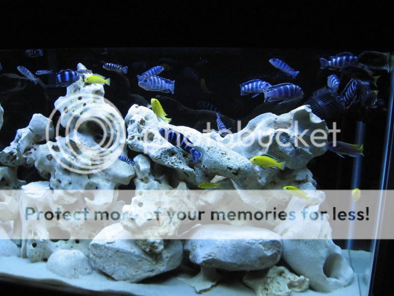 75 gallon demasoni tank with? | Cichlid Fish Forum