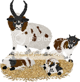 Jacob Sheep | Static