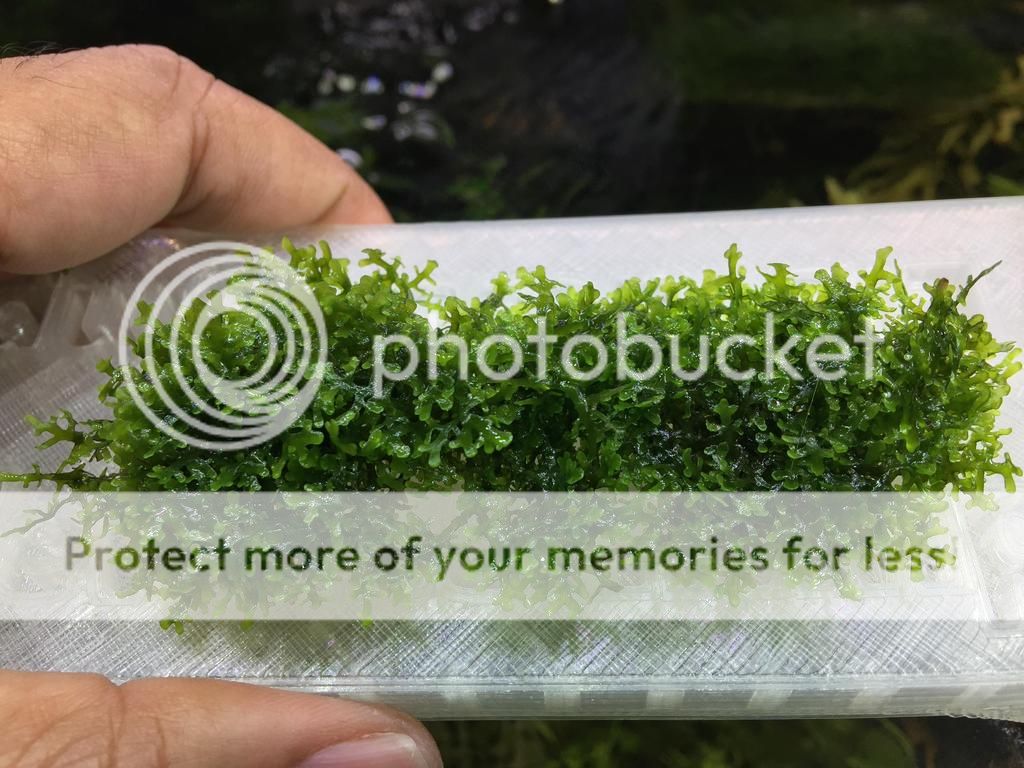 FS: Mini Pellia (Riccardia chamedryfolia) and Fissiden Fontanus ...