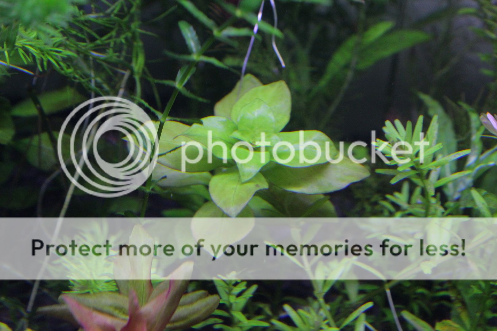 L. Repens melting | The Planted Tank Forum