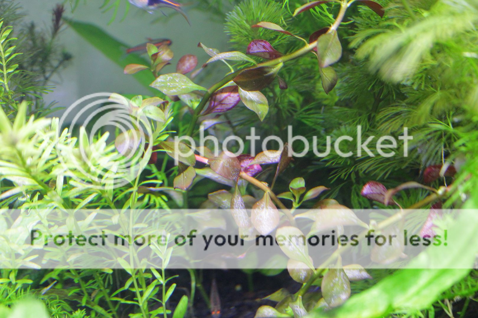 L. Repens melting | The Planted Tank Forum