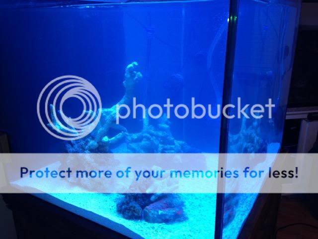 Jackson's 115 Gallon Custom Cube 32x32x26 - Reef Central Online Community