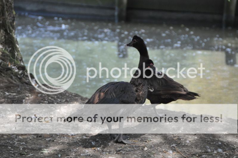 de echte raszuivere wilde muskuseend - Kippenforum.nl