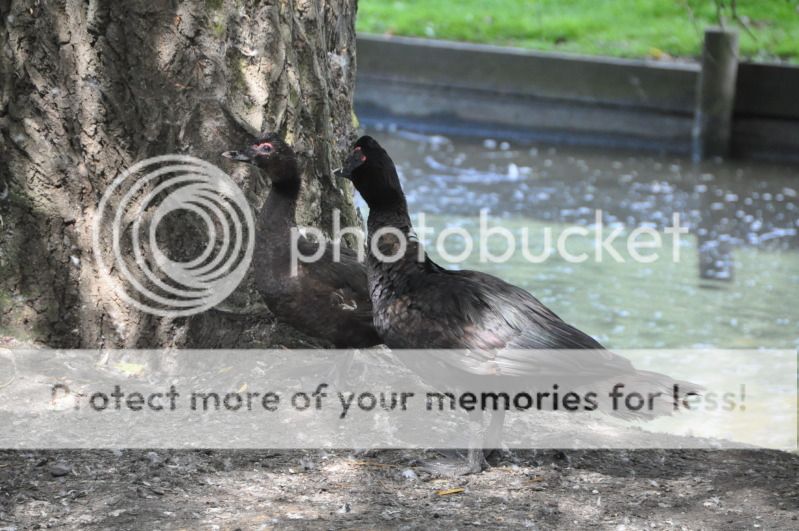 de echte raszuivere wilde muskuseend - Kippenforum.nl