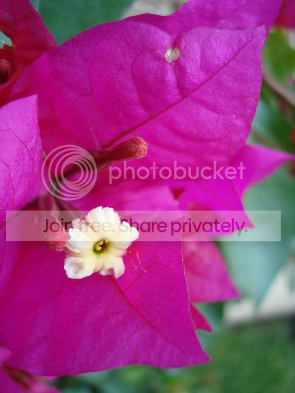 Bugambilia flowers | The Photography Forum