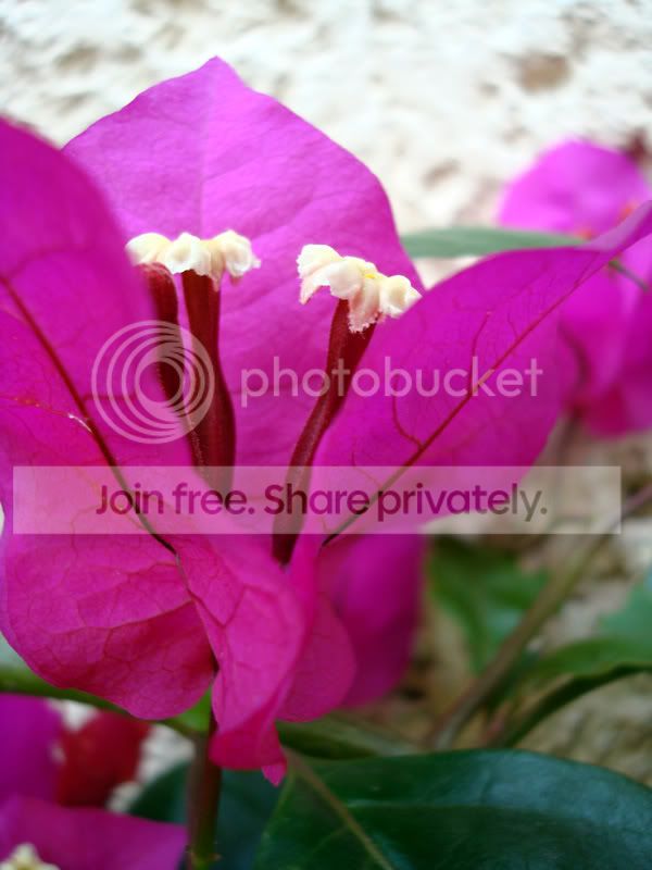 Bugambilia flowers | The Photography Forum