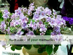 2006 African Violet Show