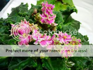 2006 African Violet Show