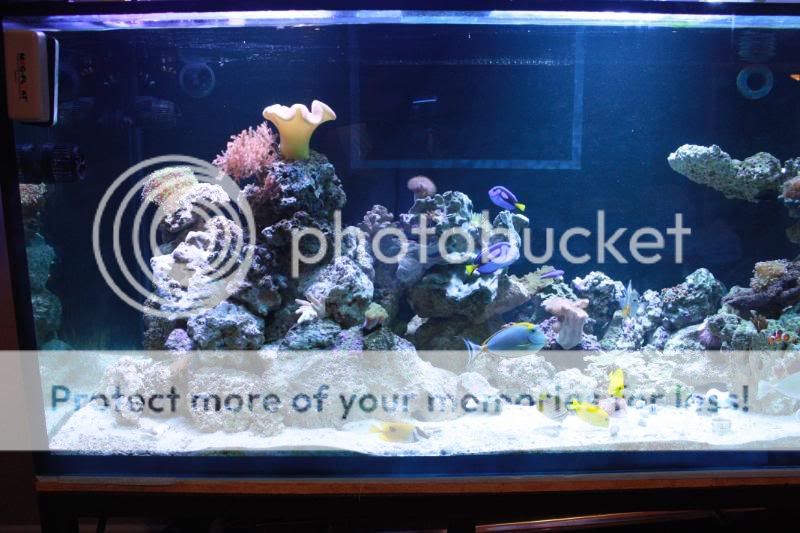 Deep tank Aquascape Pics Please.... - Reef Central Online Community